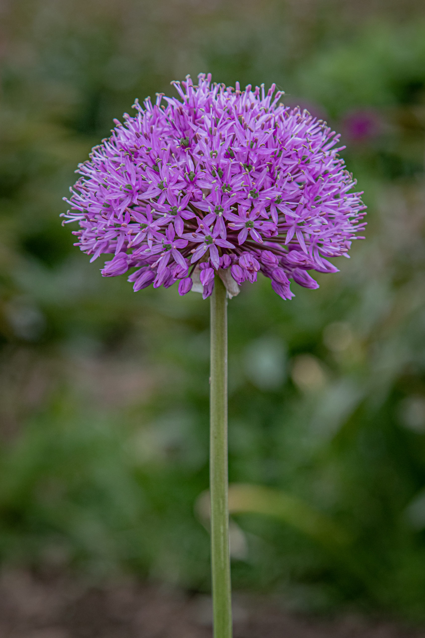 Flower Varieties – Poplar Farm Flowers