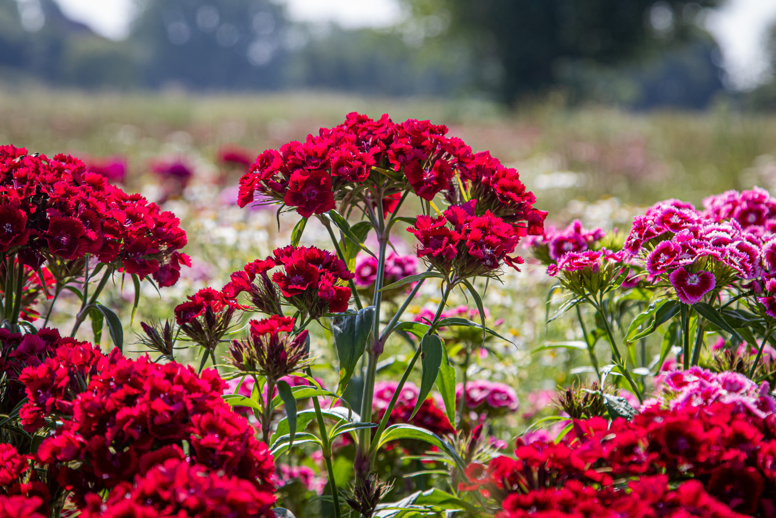 Flower Varieties – Poplar Farm Flowers