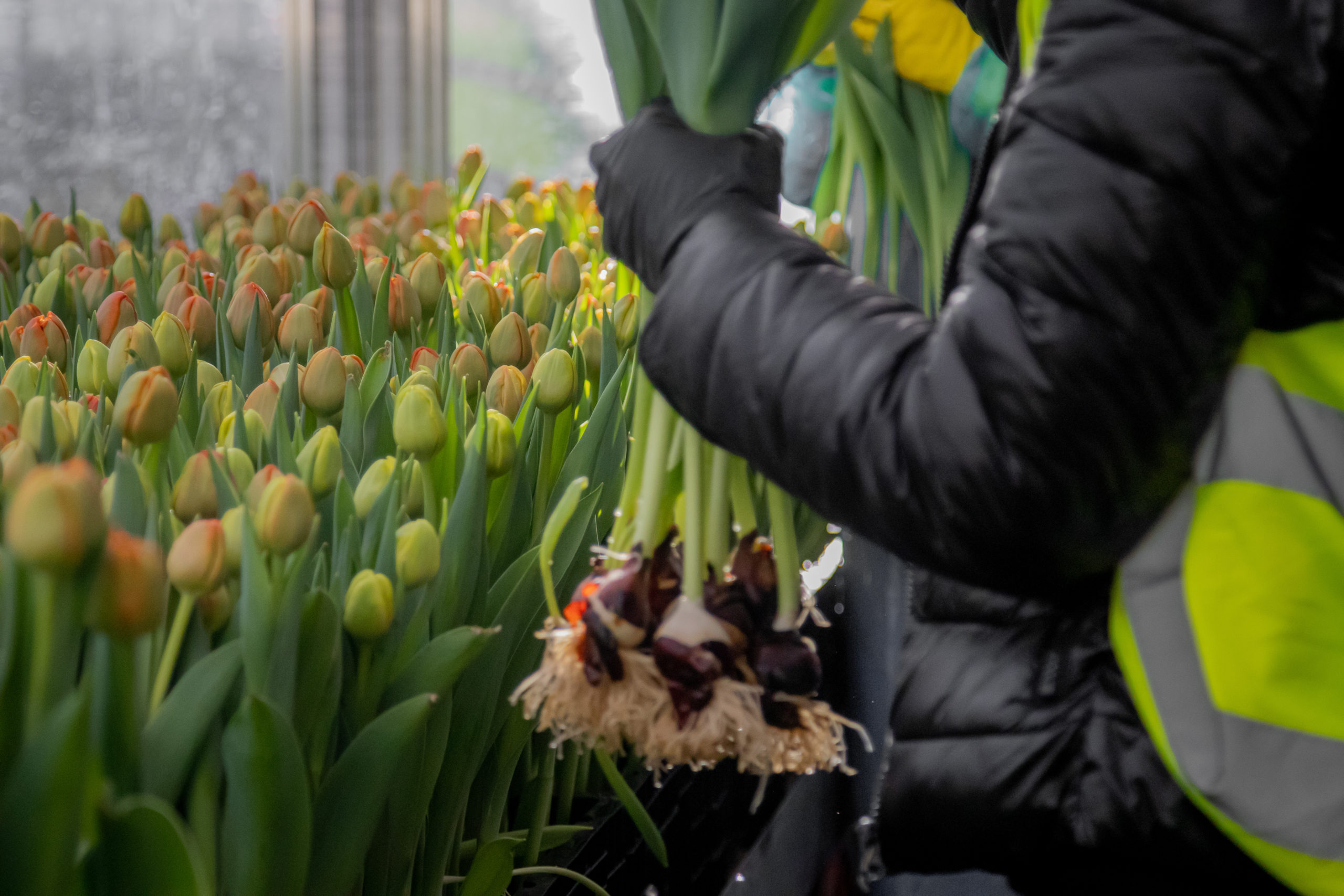 Poplar Farm Flowers – Fresh and healthy home-grown flowers