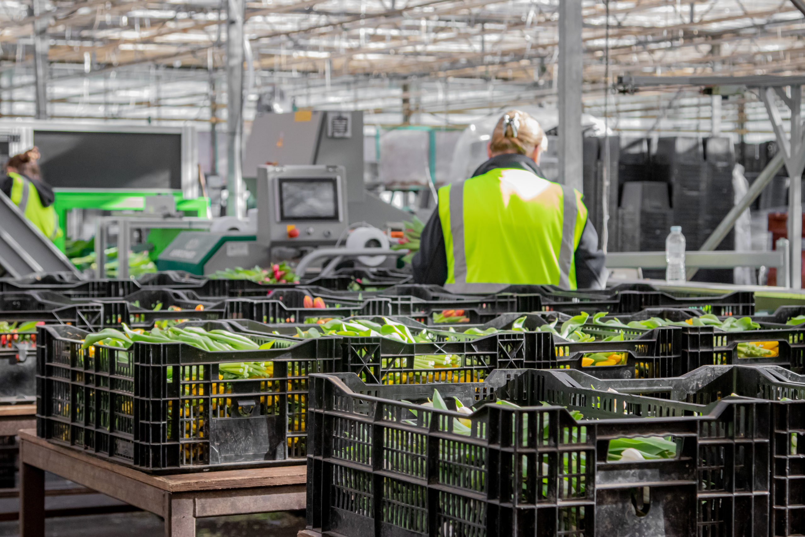 Poplar Farm Flowers – Fresh and healthy home-grown flowers