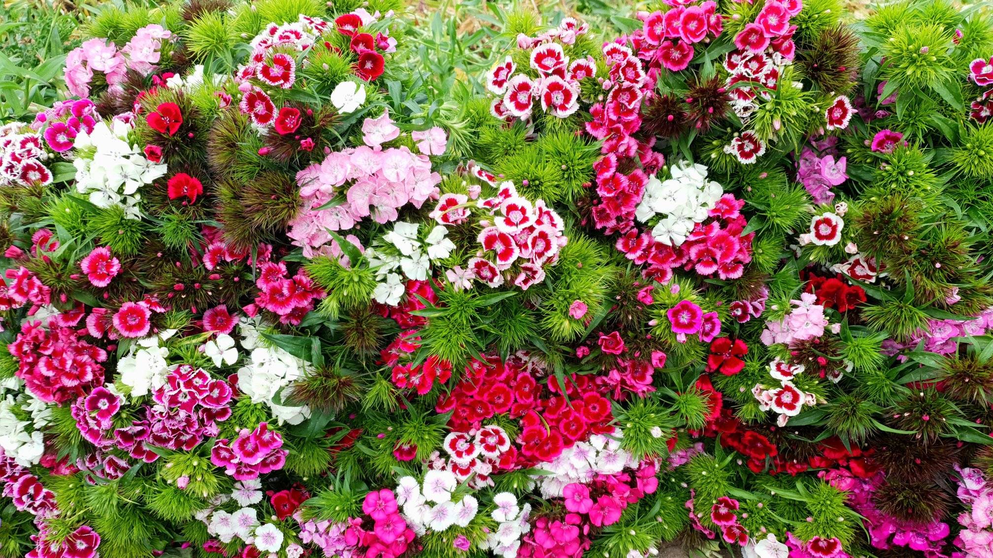 Flower Varieties – Poplar Farm Flowers