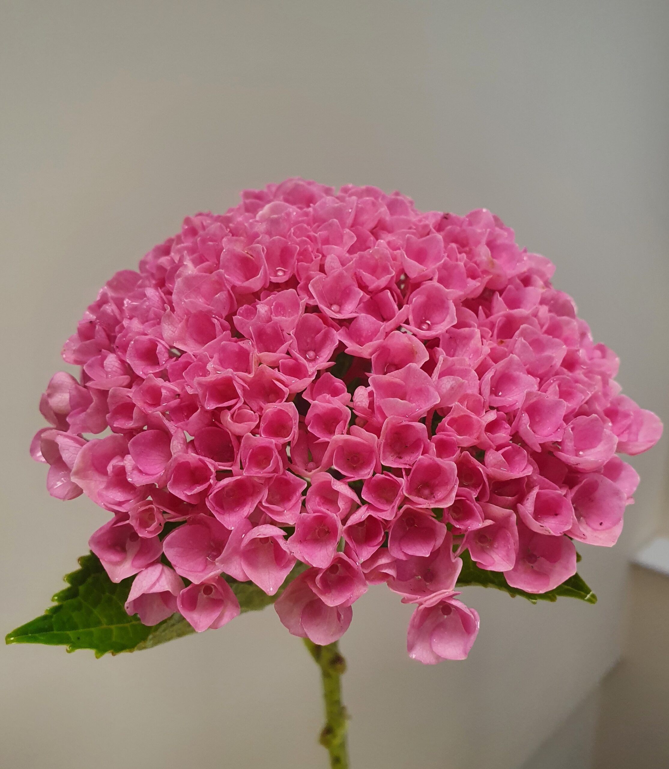 Flower Varieties – Poplar Farm Flowers