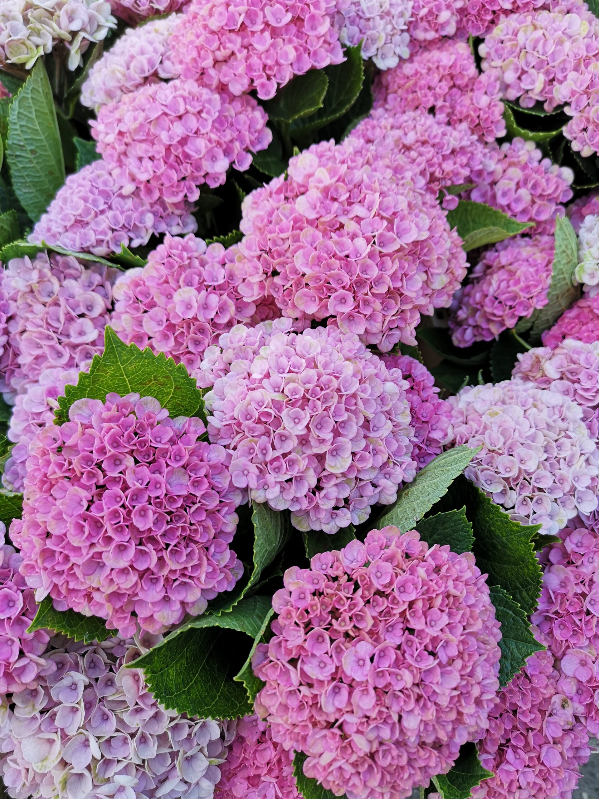 Flower Varieties – Poplar Farm Flowers