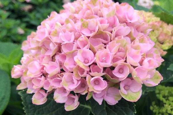 Flower Varieties – Poplar Farm Flowers