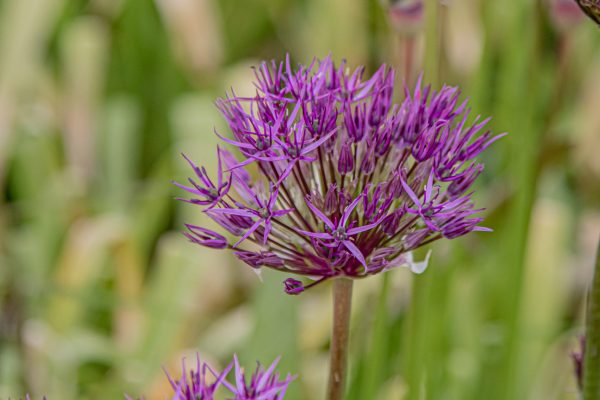 Flower Varieties – Poplar Farm Flowers