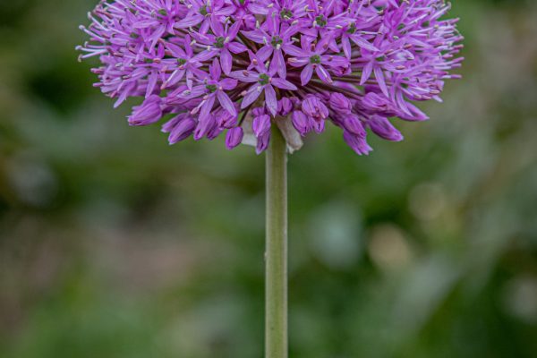 Flower Varieties – Poplar Farm Flowers