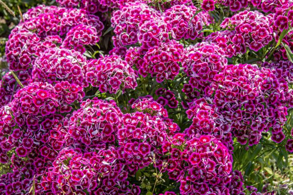 Flower Varieties – Poplar Farm Flowers