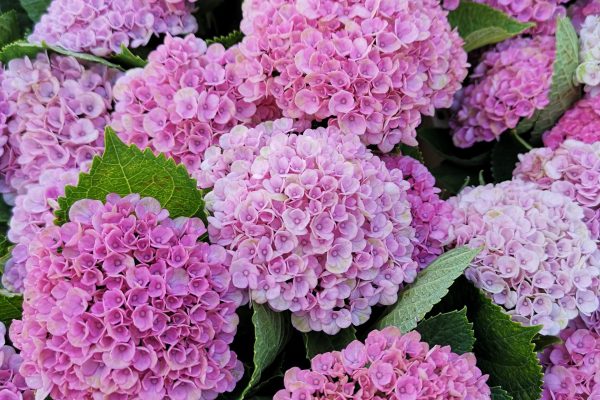 Flower Varieties – Poplar Farm Flowers