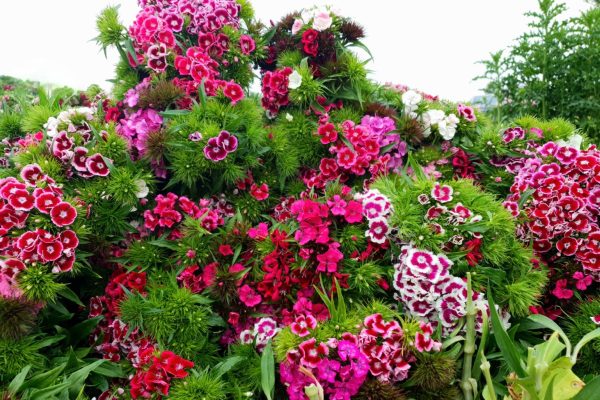 Flower Varieties – Poplar Farm Flowers